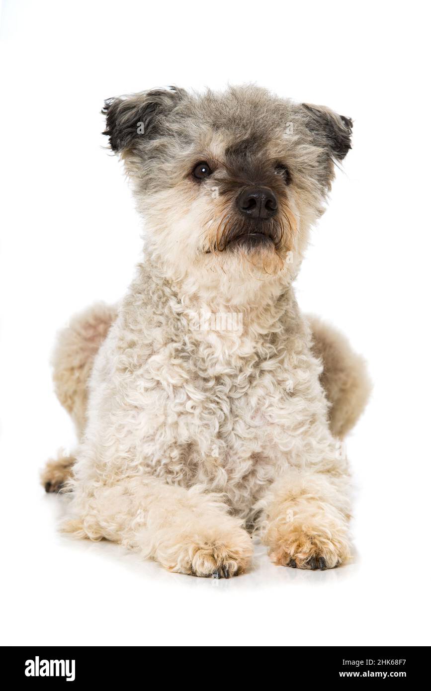 Cute pumi dog lying isolated on white Stock Photo - Alamy