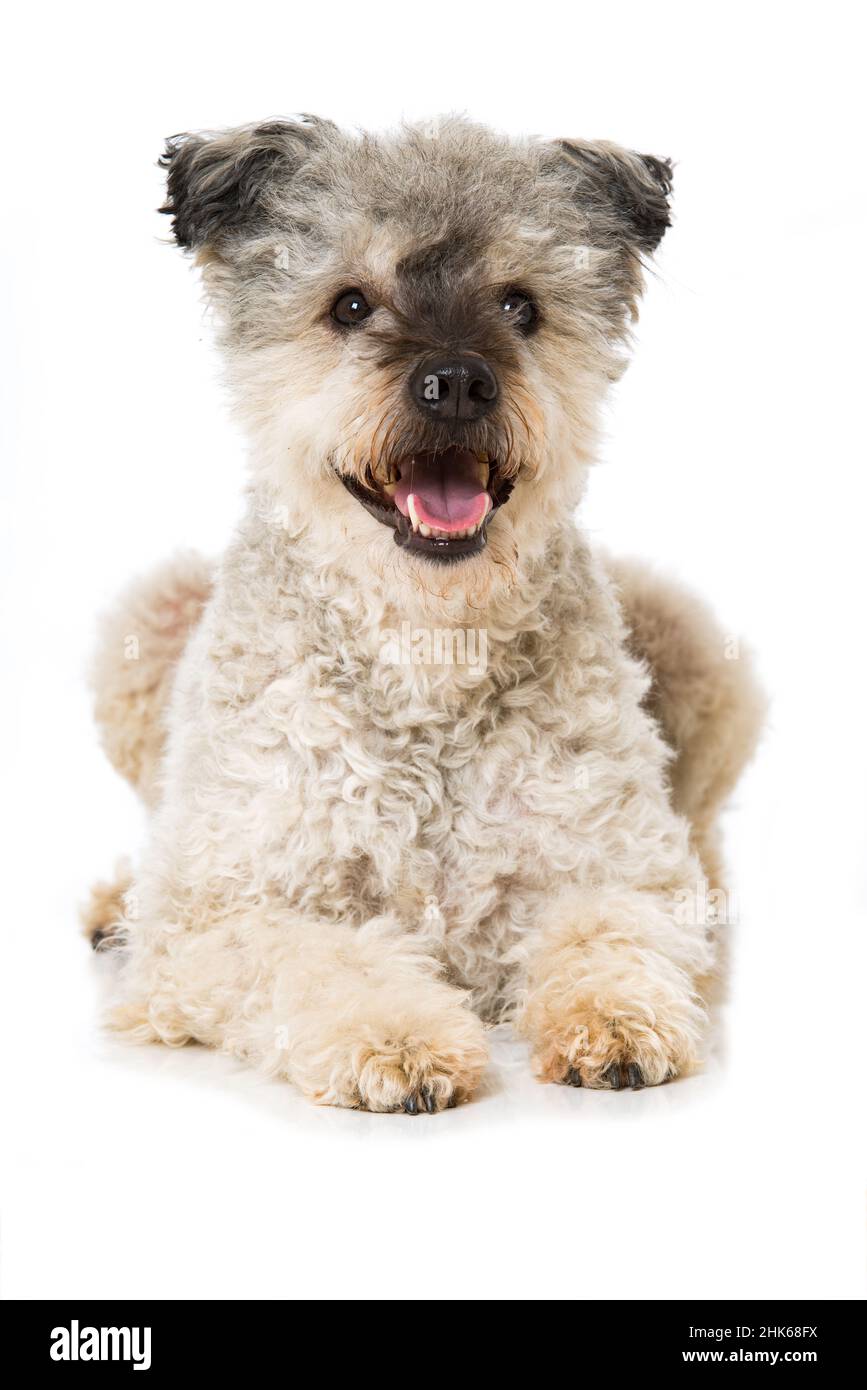 Cute pumi dog lying isolated on white Stock Photo - Alamy