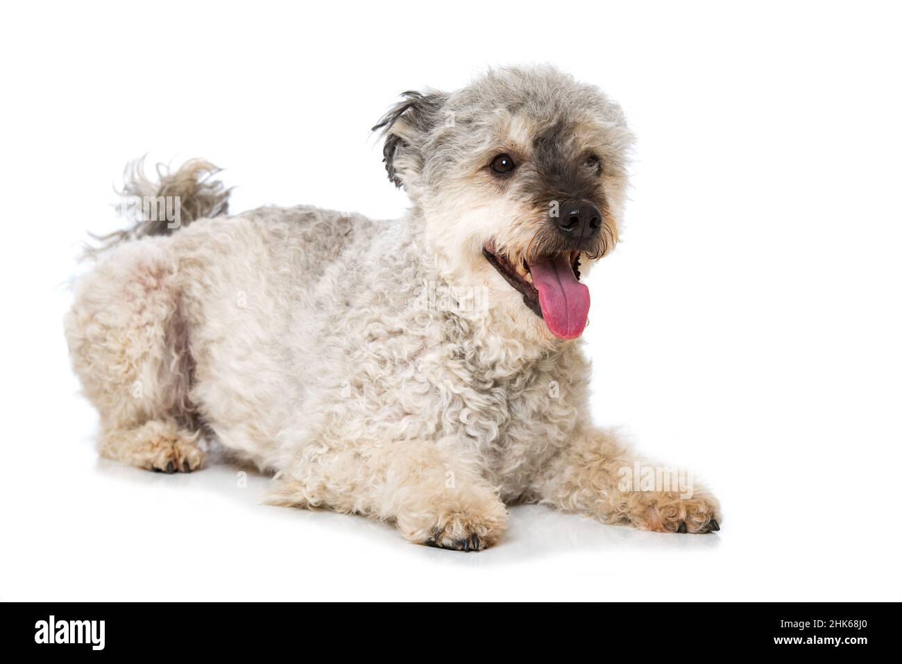 Cute pumi dog lying isolated on white Stock Photo - Alamy