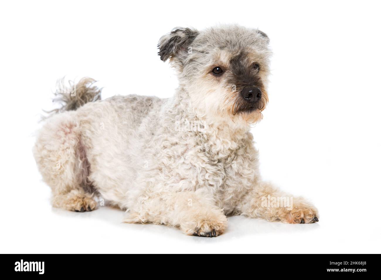 Cute pumi dog lying isolated on white Stock Photo - Alamy