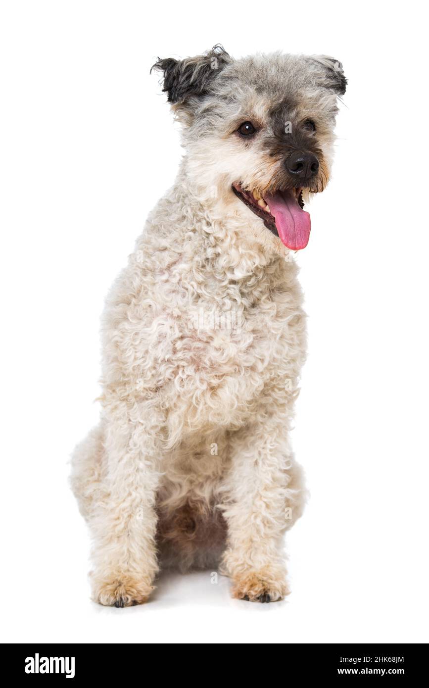 Cute pumi dog sitting isolated on white Stock Photo - Alamy