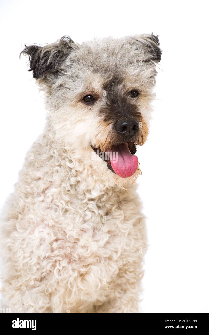 Cute pumi dog sitting isolated on white Stock Photo - Alamy