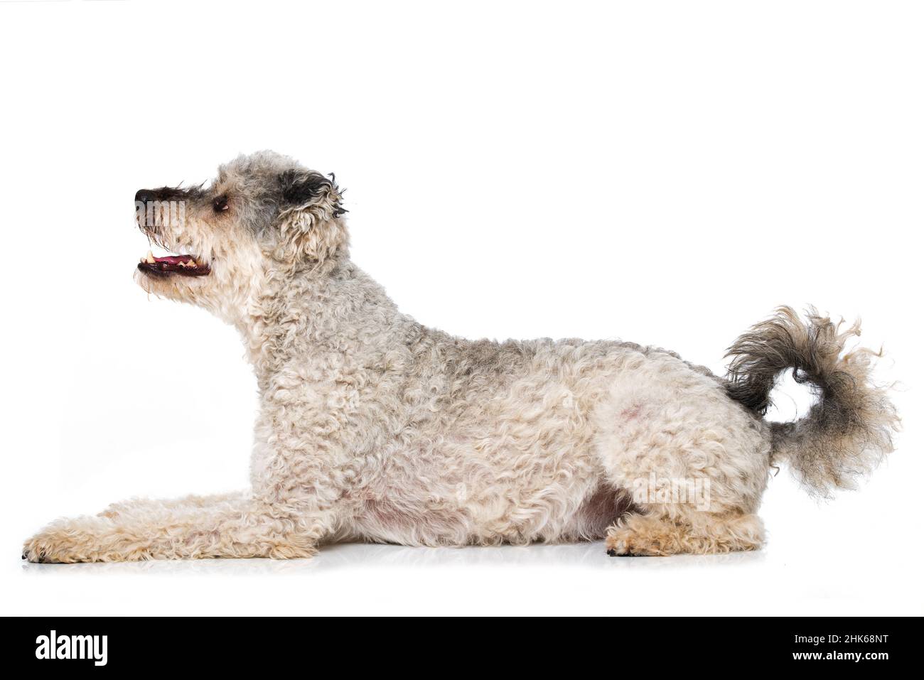 Cute pumi dog lying isolated on white Stock Photo - Alamy