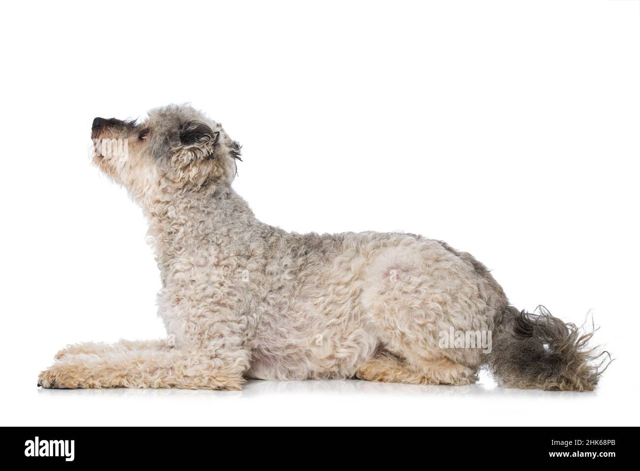 Cute pumi dog lying isolated on white Stock Photo - Alamy