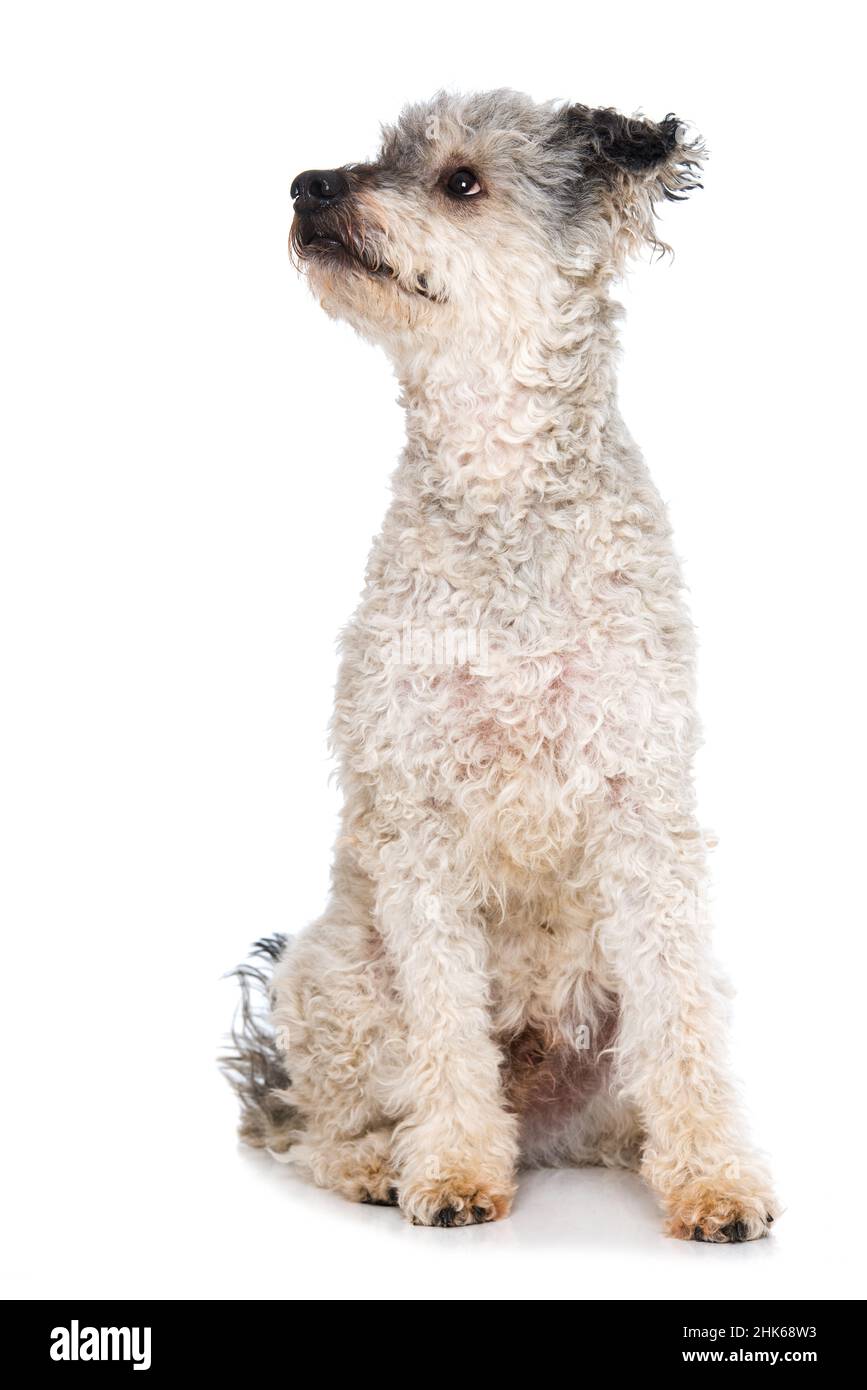 Cute pumi dog sitting isolated on white Stock Photo - Alamy