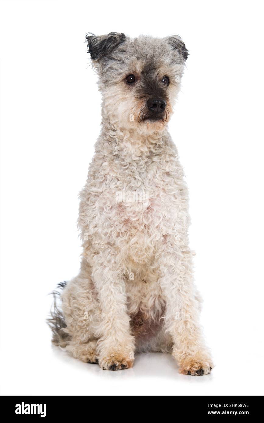 Cute pumi dog sitting isolated on white Stock Photo - Alamy