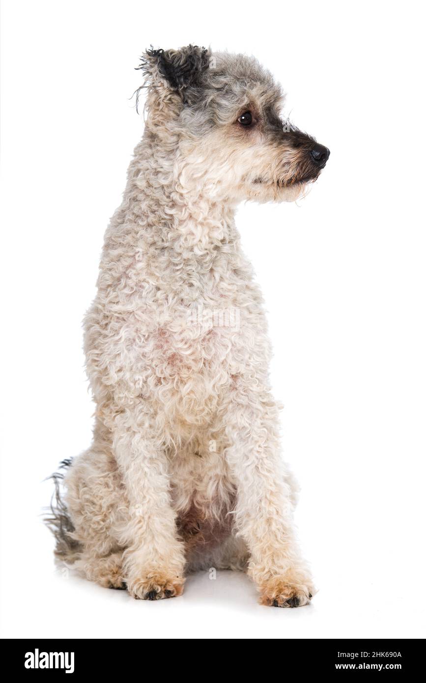 Cute pumi dog sitting isolated on white Stock Photo - Alamy