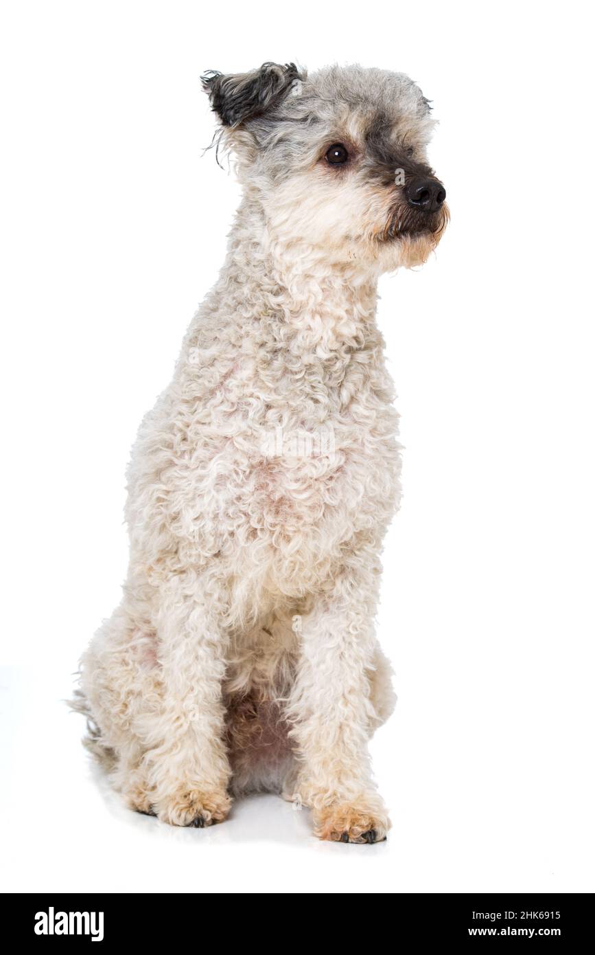 Cute pumi dog sitting isolated on white Stock Photo - Alamy