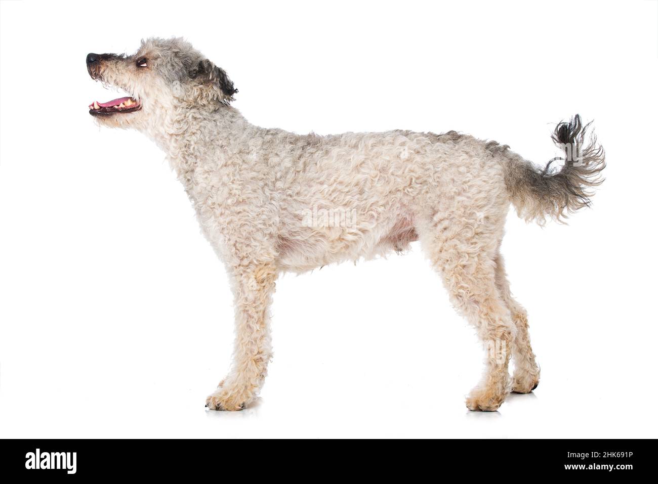 Cute pumi dog isolated on white Stock Photo - Alamy