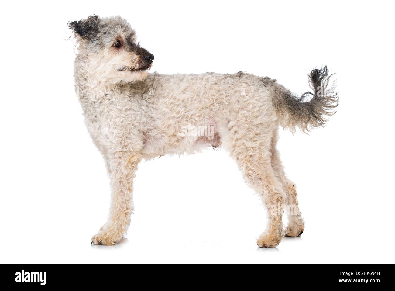 Cute pumi dog isolated on white Stock Photo - Alamy
