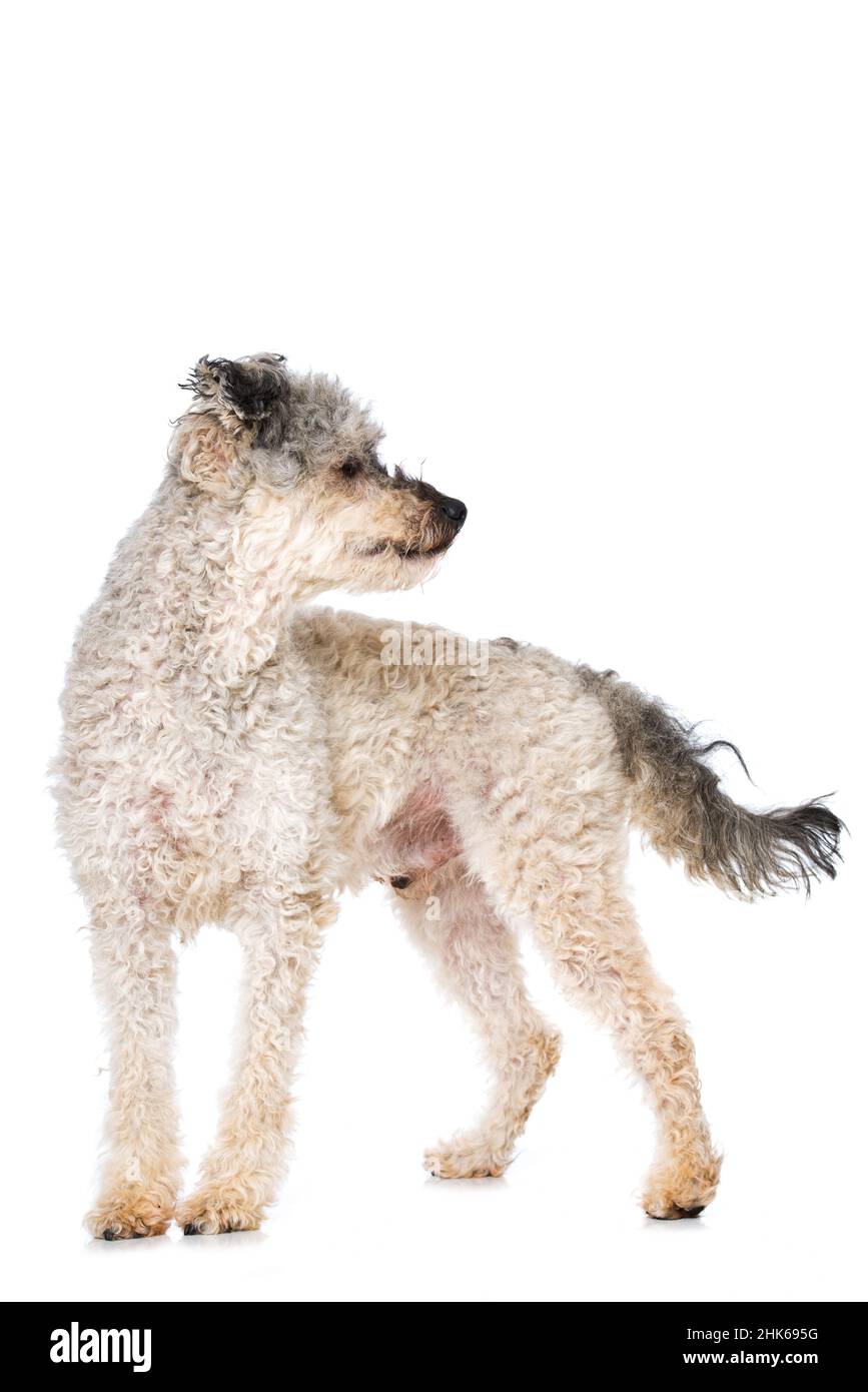 Cute pumi dog isolated on white Stock Photo - Alamy