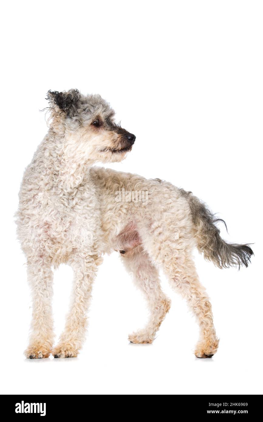 Cute pumi dog isolated on white Stock Photo - Alamy