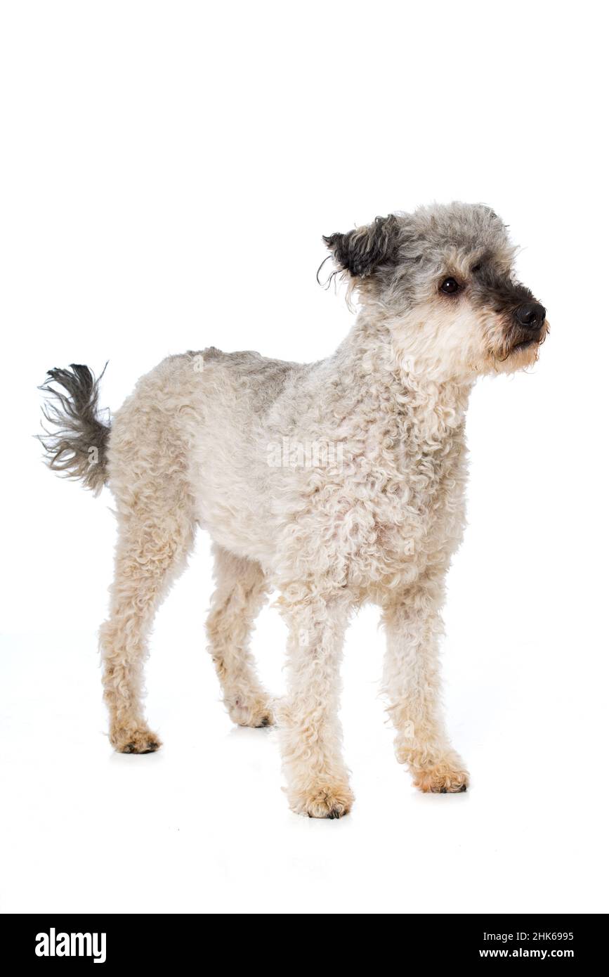 Cute pumi dog isolated on white Stock Photo - Alamy