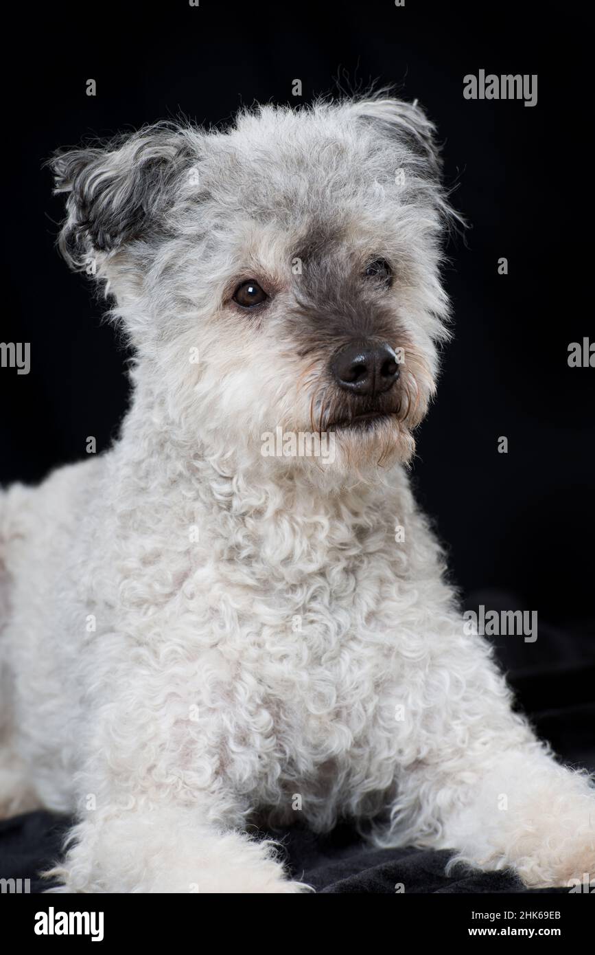 Pumi dog hi-res stock photography and images - Alamy
