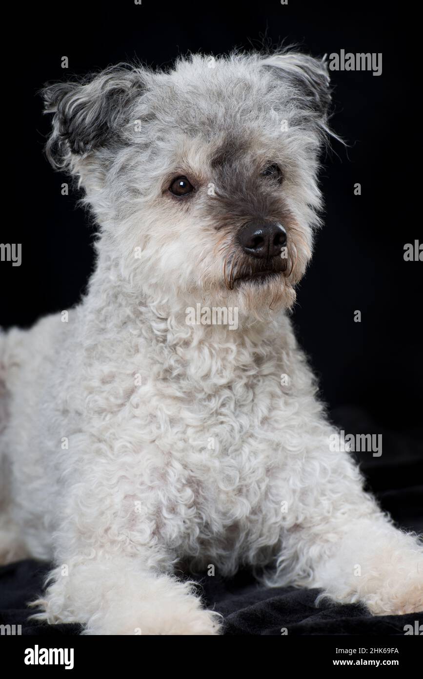 How Much Does A Pumi Dog Cost