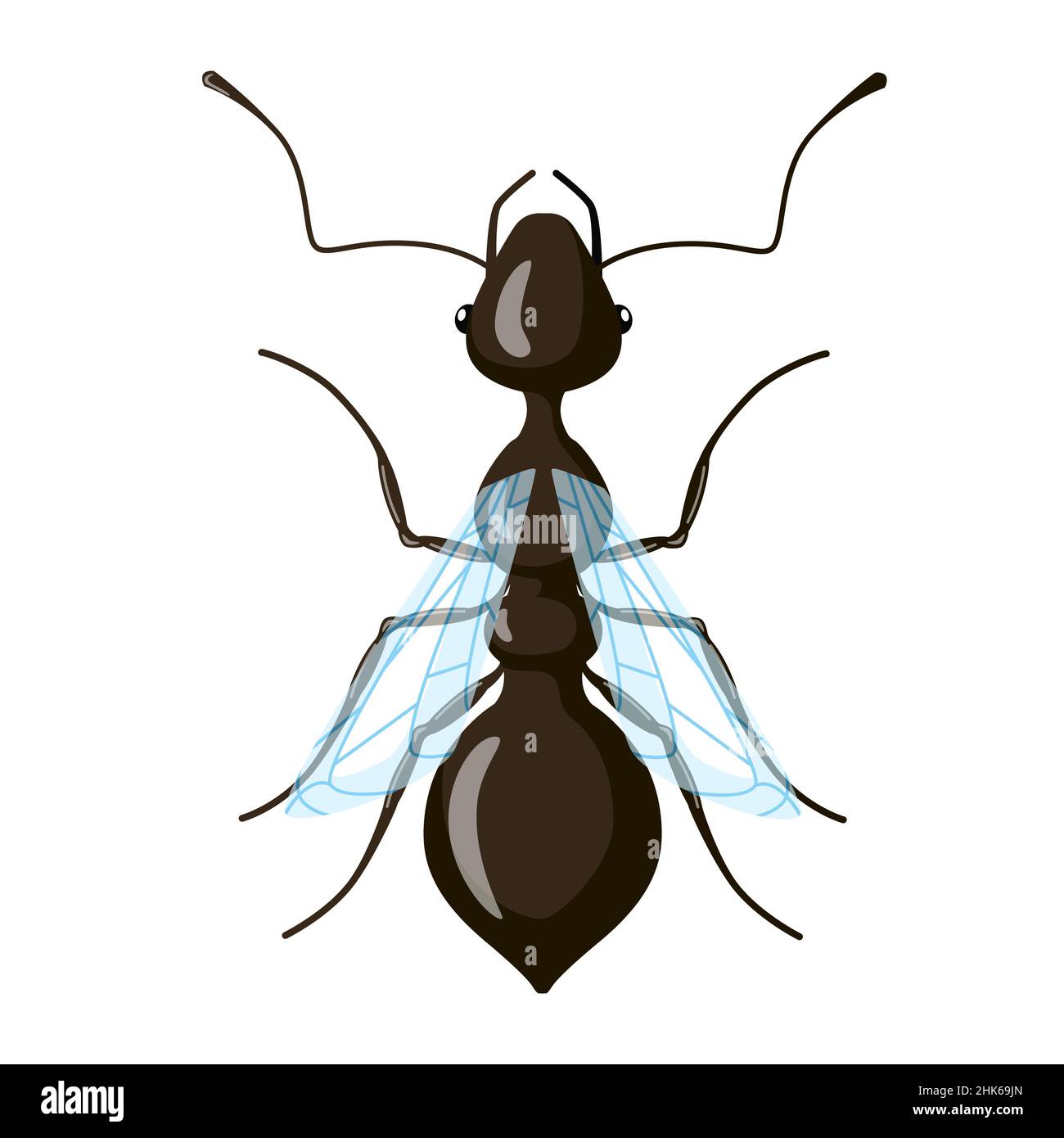 Male ant isolated on white background. Class distribution of insects ...