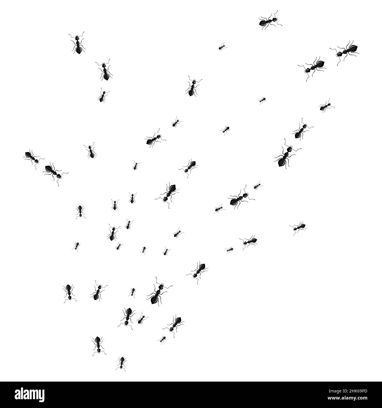 Ants on a path Black and White Stock Photos & Images - Alamy