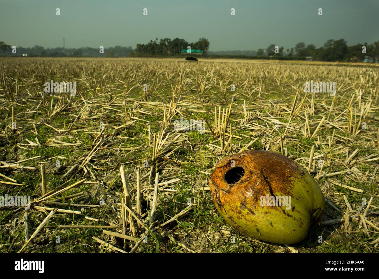 A fallen coconut damaged by the squirrels Stock Photo - Alamy