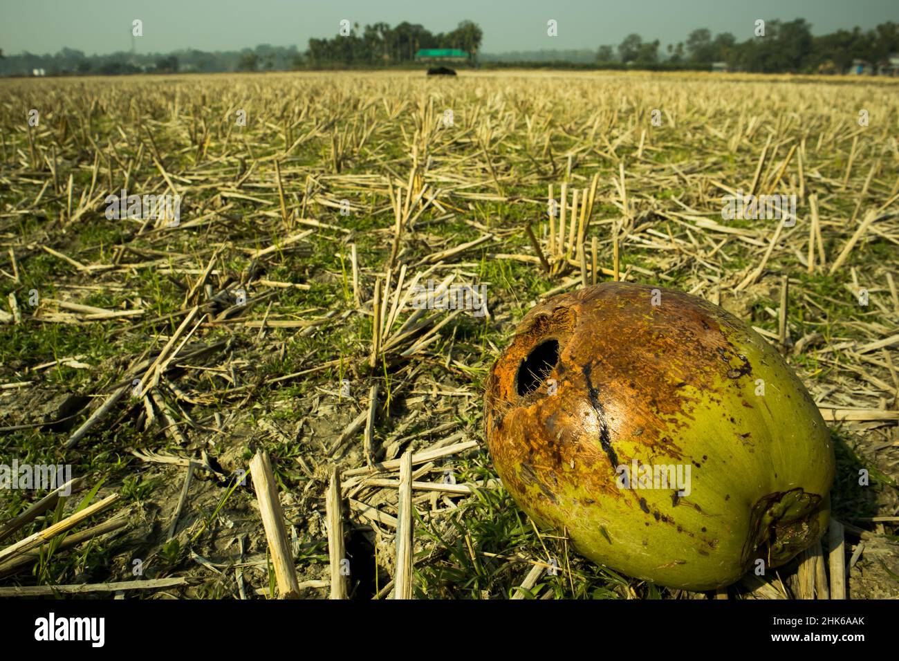 A fallen coconut damaged by the squirrels Stock Photo - Alamy