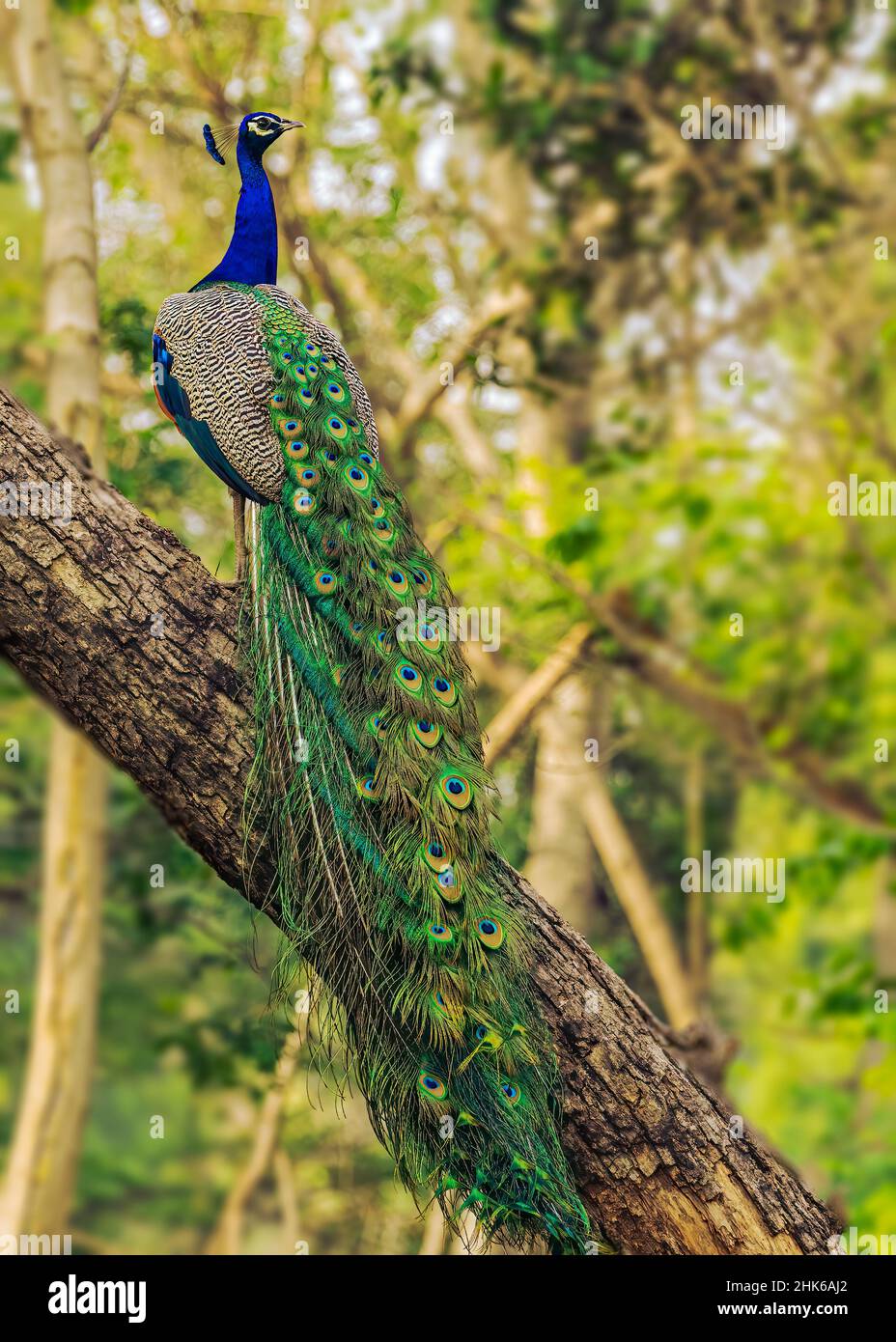 Peacock sitting on a tree with its long feather tail Stock Photo - Alamy