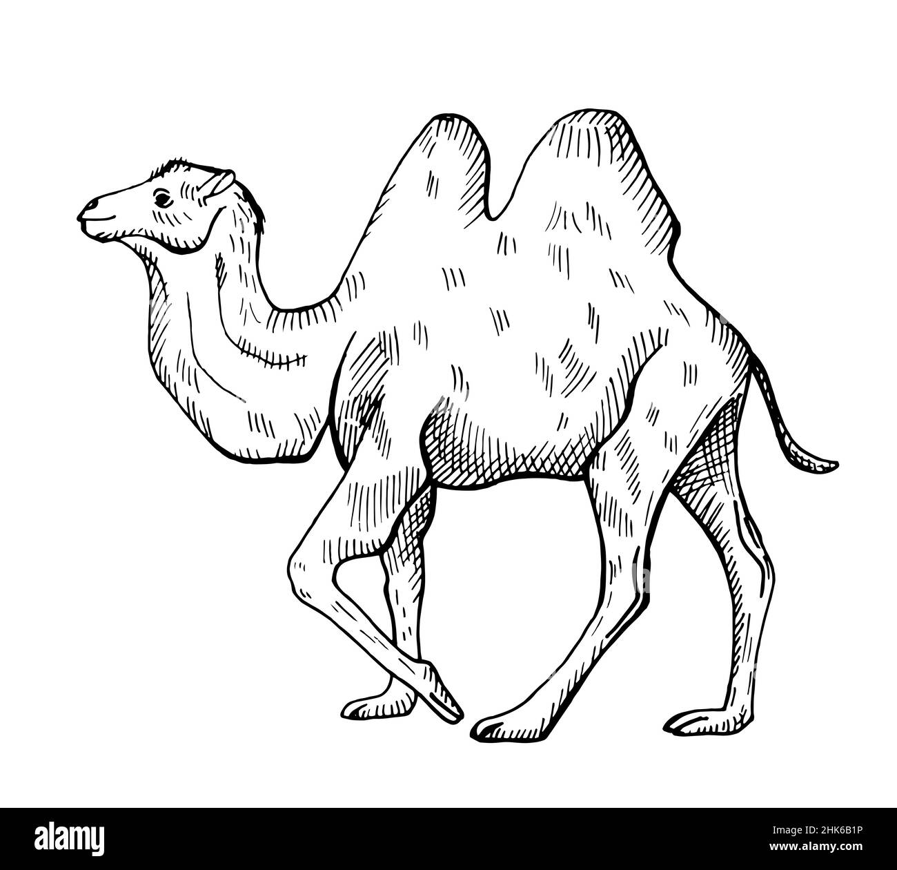 Camel illustration on isolated white background. Vector illustration ...