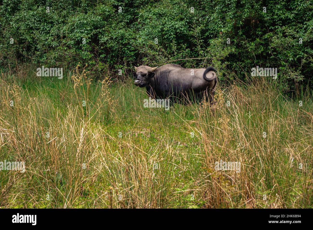 gayal also know at mithun in forests at day from flat angle image is ...