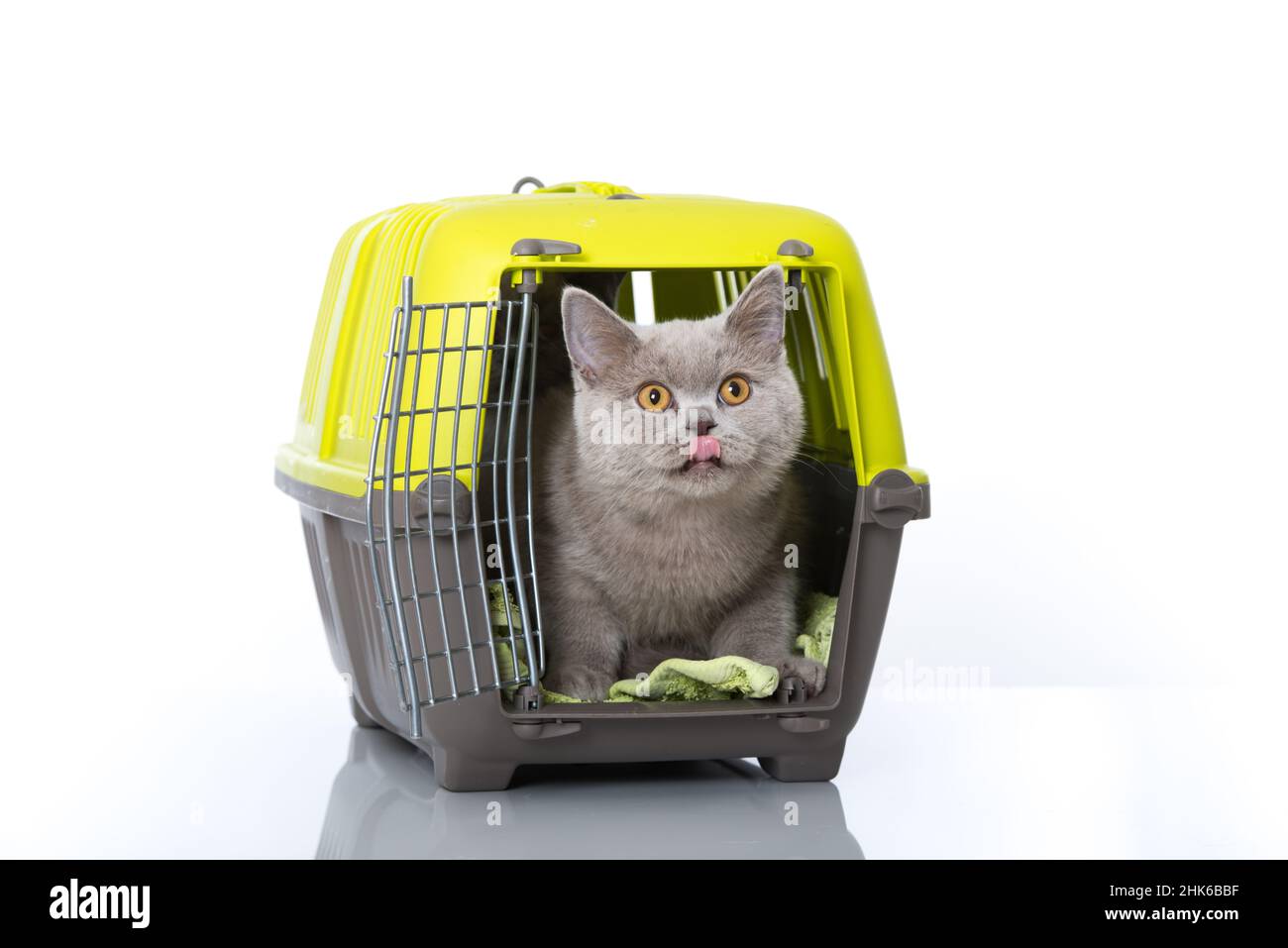 British shorthair cat in a transport box Stock Photo - Alamy