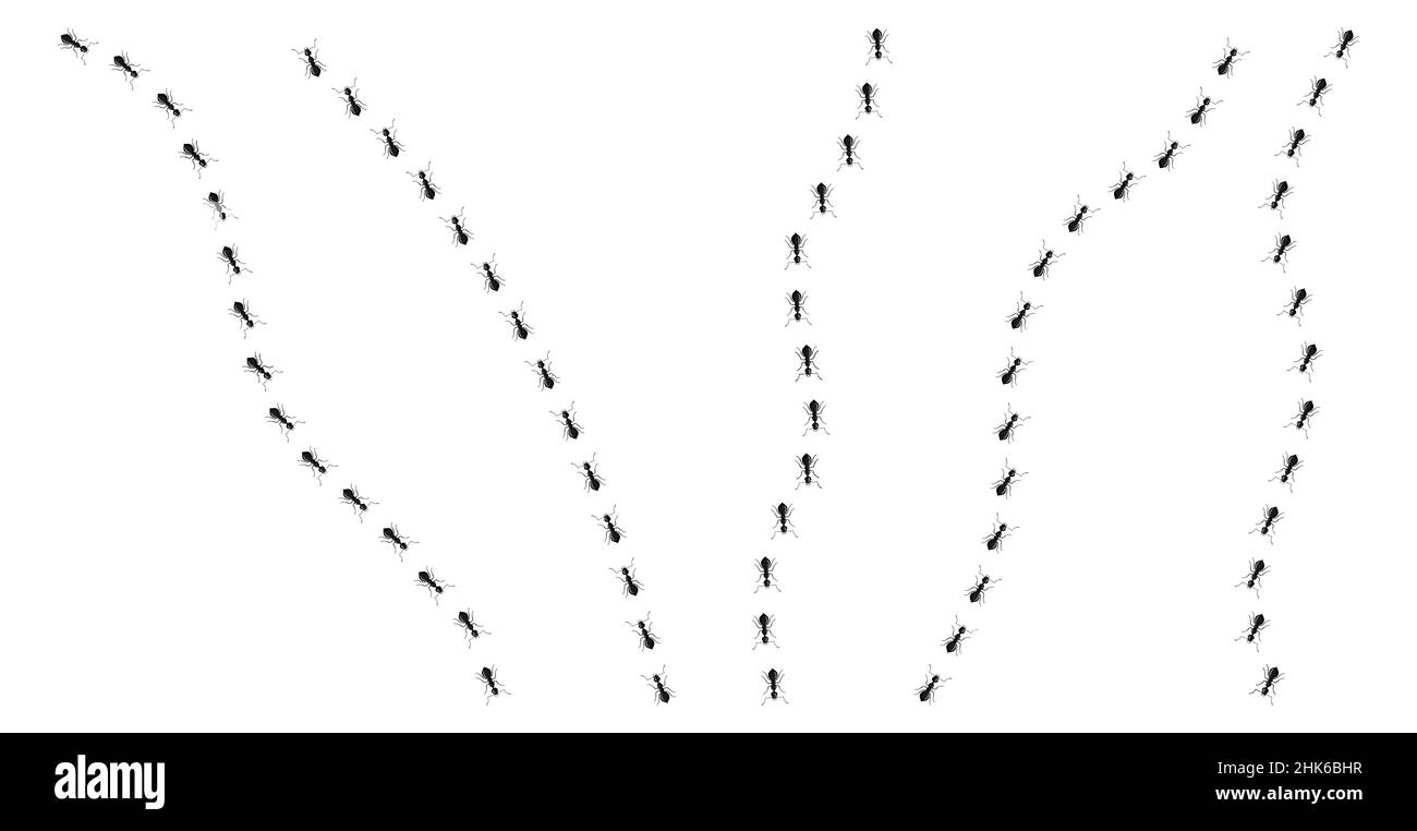 Ant trail different directions isolated on a white background. A line ...