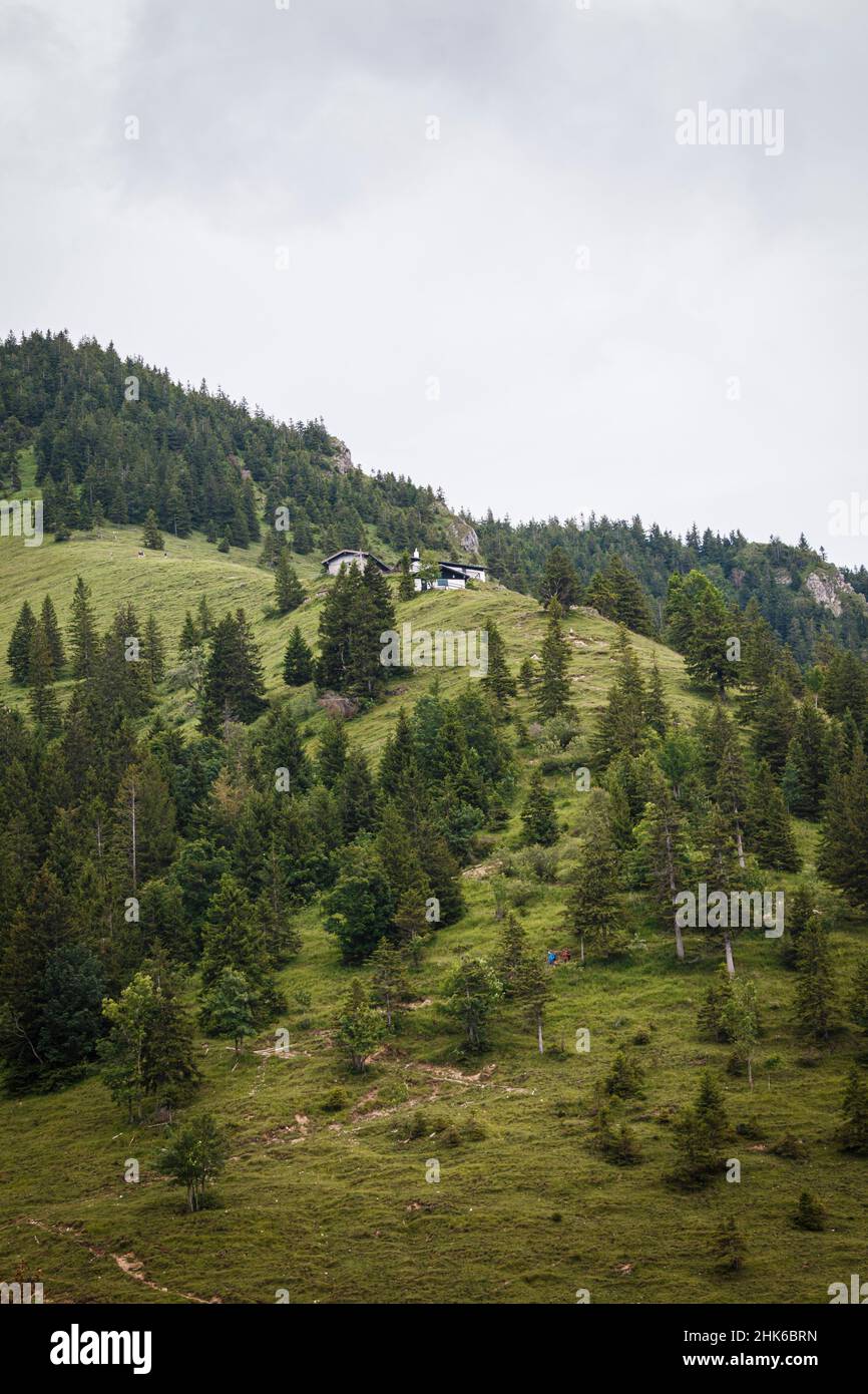 Trees on a mountain hi-res stock photography and images - Alamy