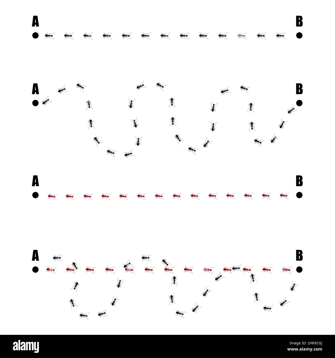 Set of ants hi-res stock photography and images - Alamy