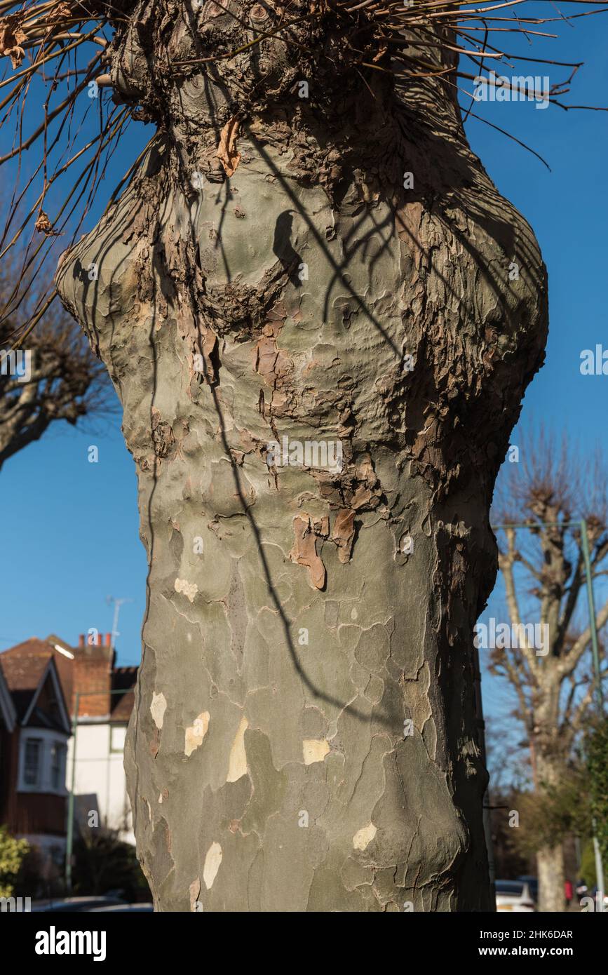 Platanus hispanica plane tree bark hi-res stock photography and images ...