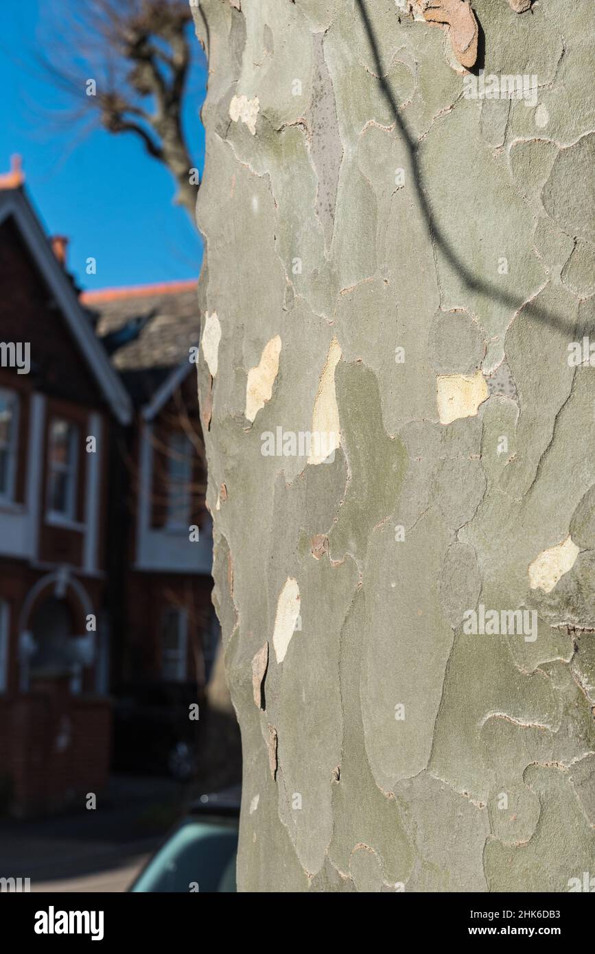 Platanus hispanica plane tree bark hi-res stock photography and images ...