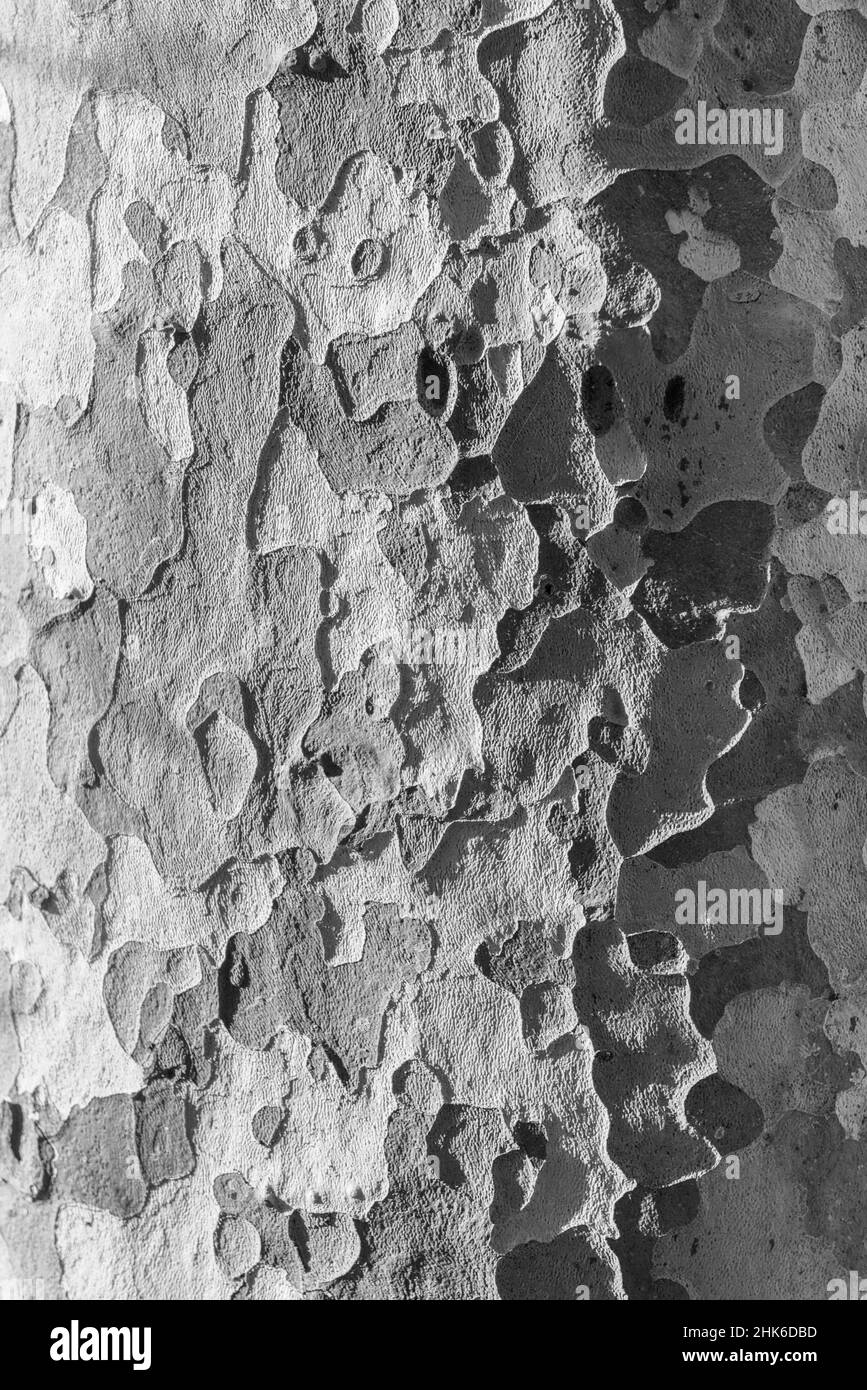 Platanus hispanica plane tree bark hi-res stock photography and images ...