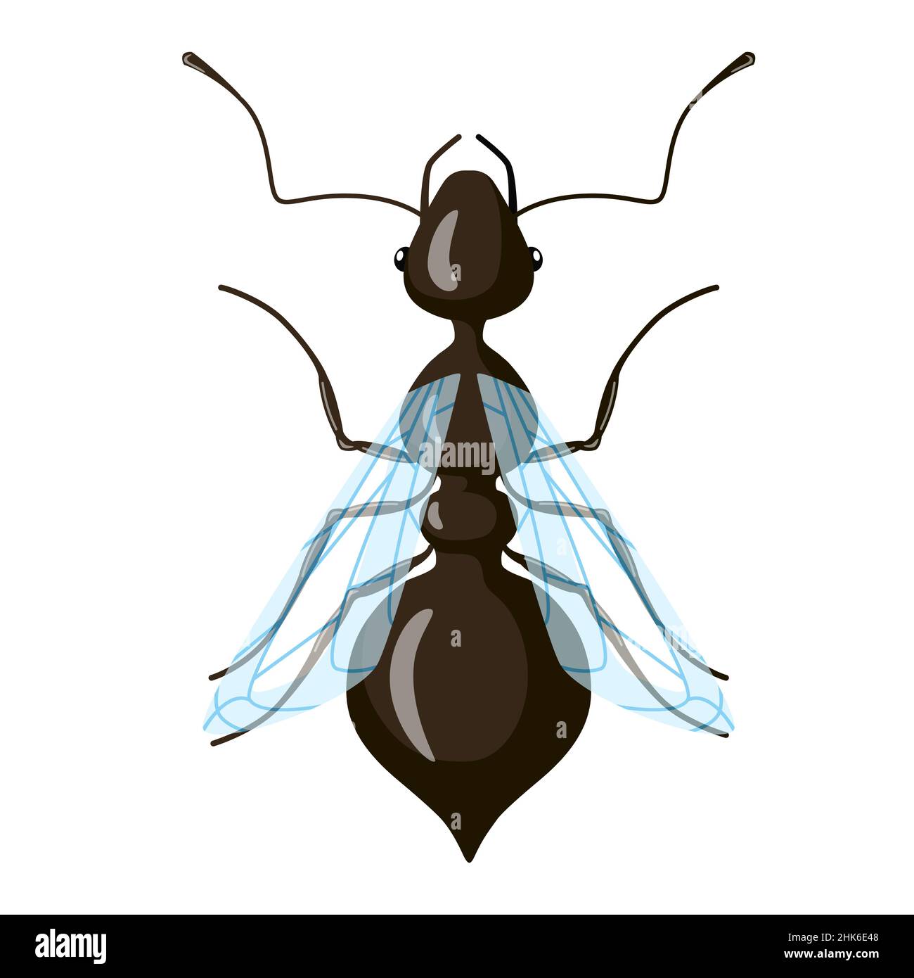 Queen ant isolated on white background. Class distribution of insects ...