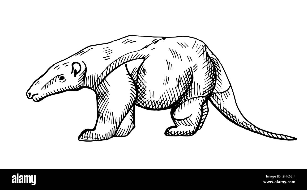 Anteater illustration on isolated white background. Vector illustration ...