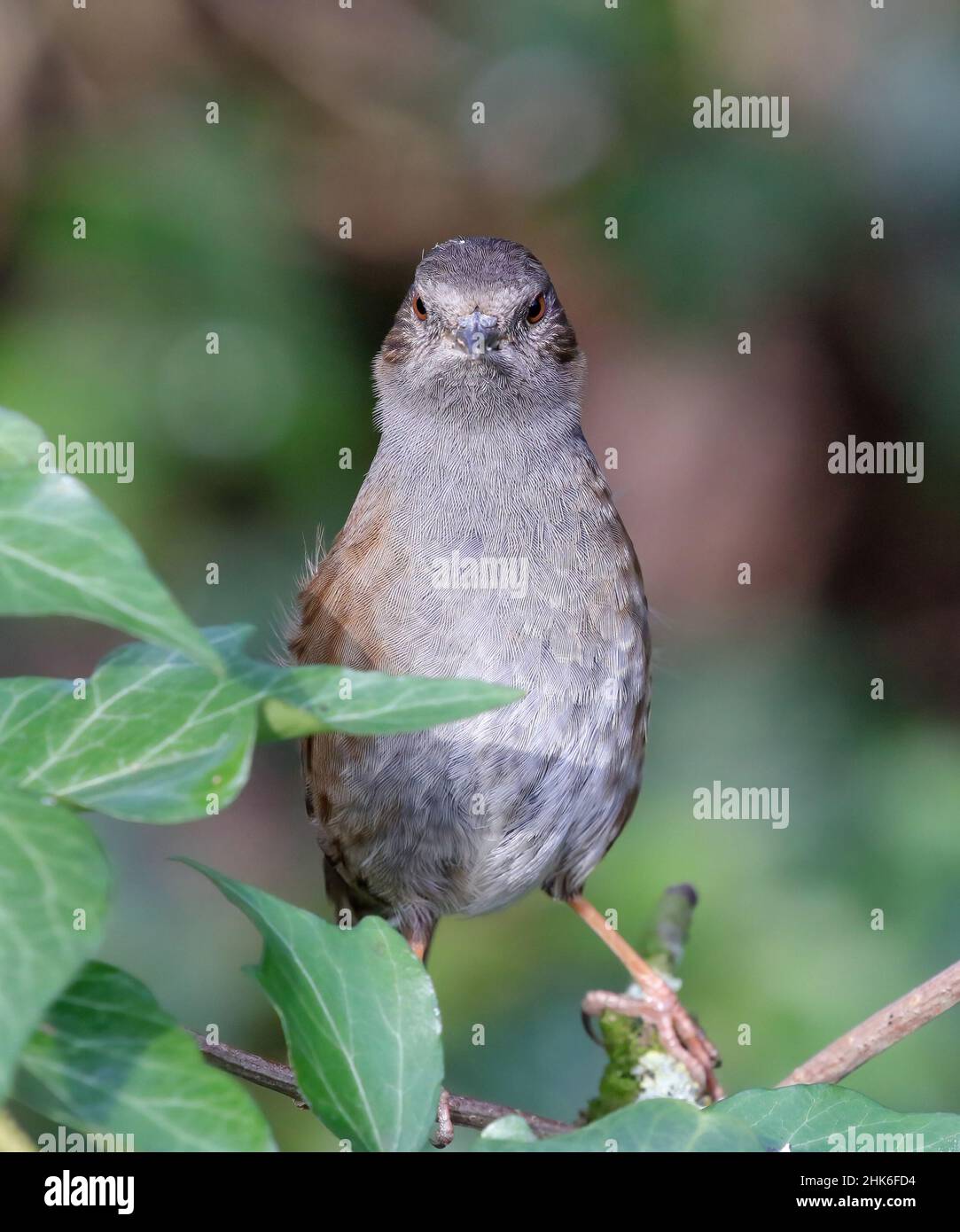 Dunnock (Prunella Modularis Stock Photo - Alamy
