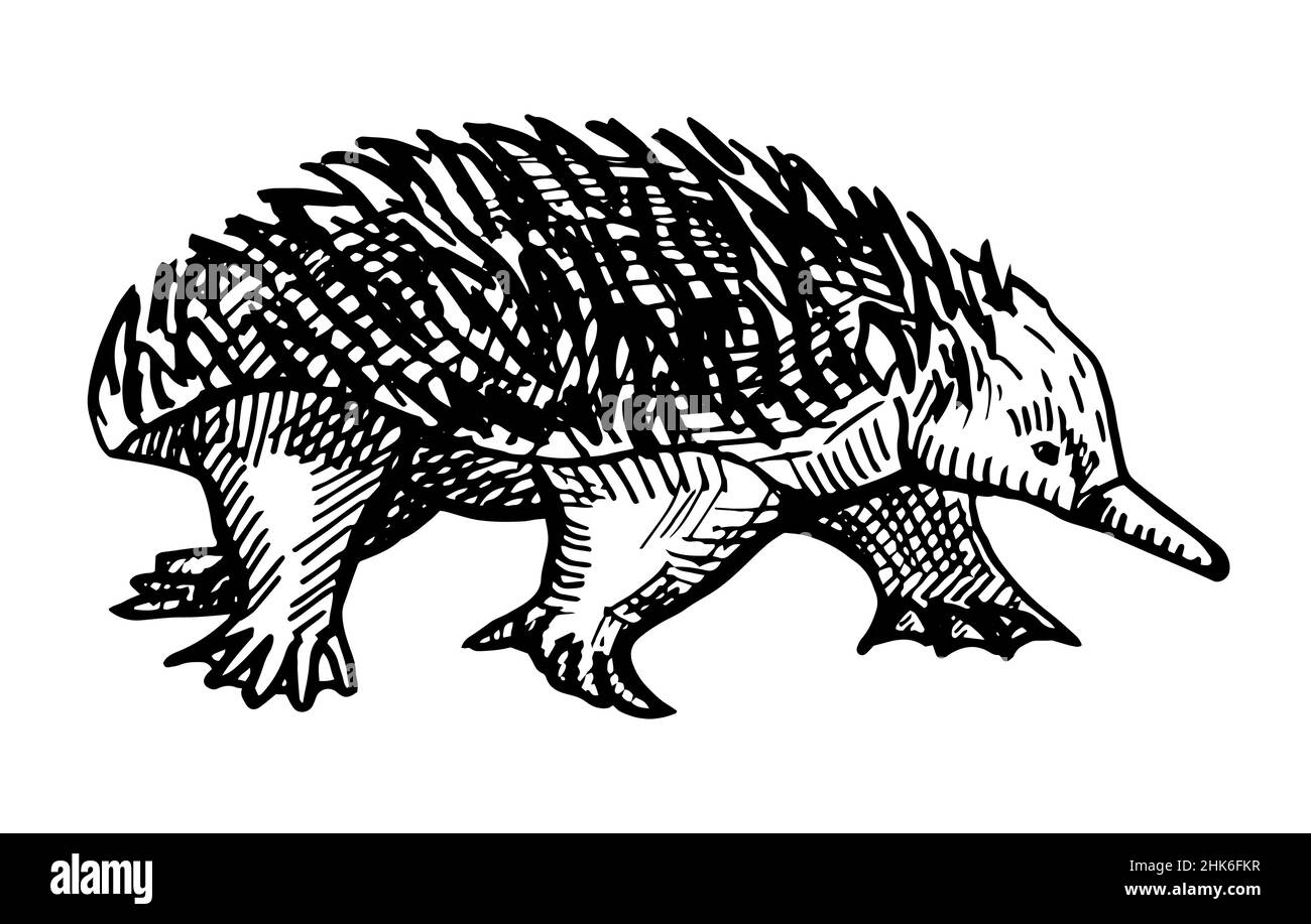 Vintage illustration of echidna on isolated white background. Vector ...