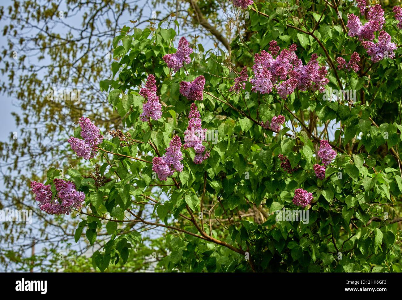 Colorful close up of a Common Purple Lilac bush with a blue sky. Grown ...