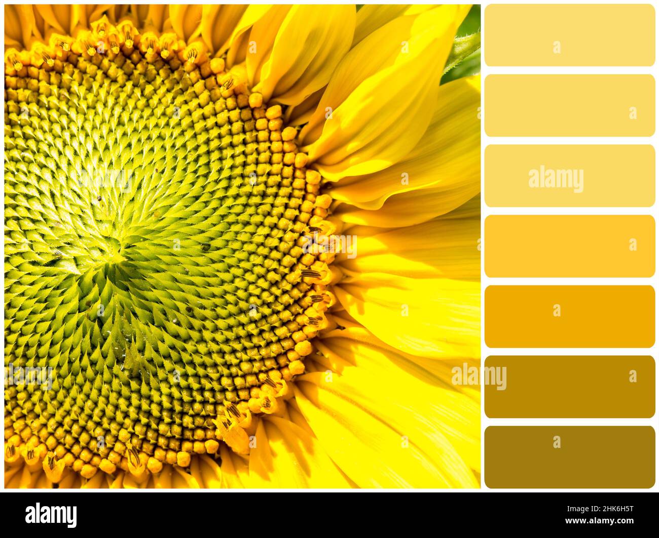 Color palette series: shades of Stock Photo - Alamy