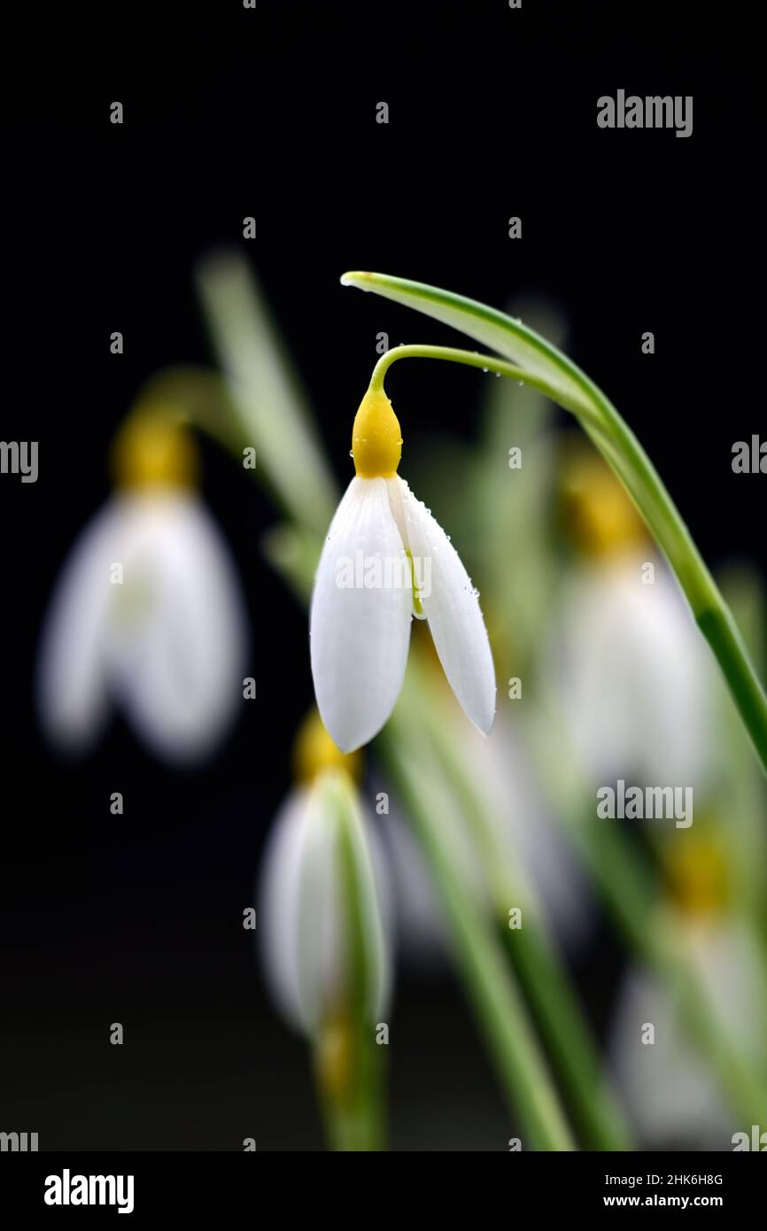 Galanthus plicatus bill clark,hybrid,hybrids,yellow snowdrop,yellow ...