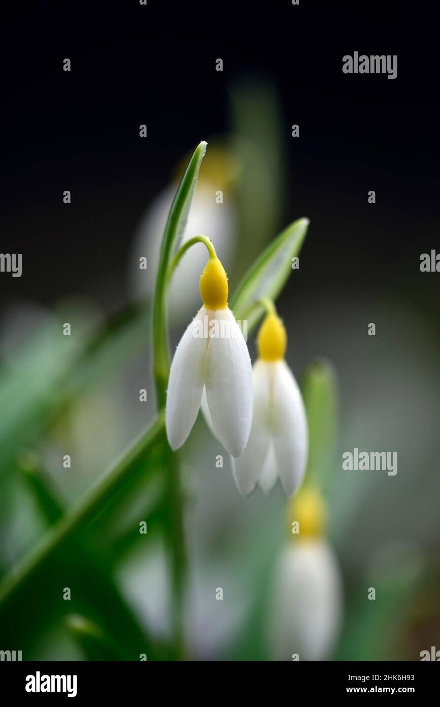 Galanthus plicatus bill clark,hybrid,hybrids,yellow snowdrop,yellow ...