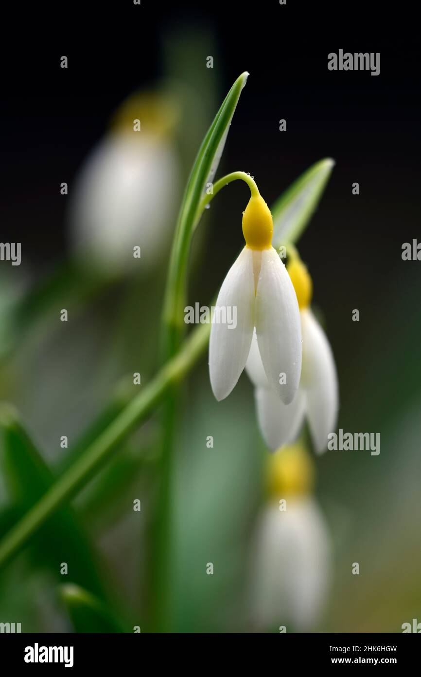 Galanthus plicatus bill clark,hybrid,hybrids,yellow snowdrop,yellow ...