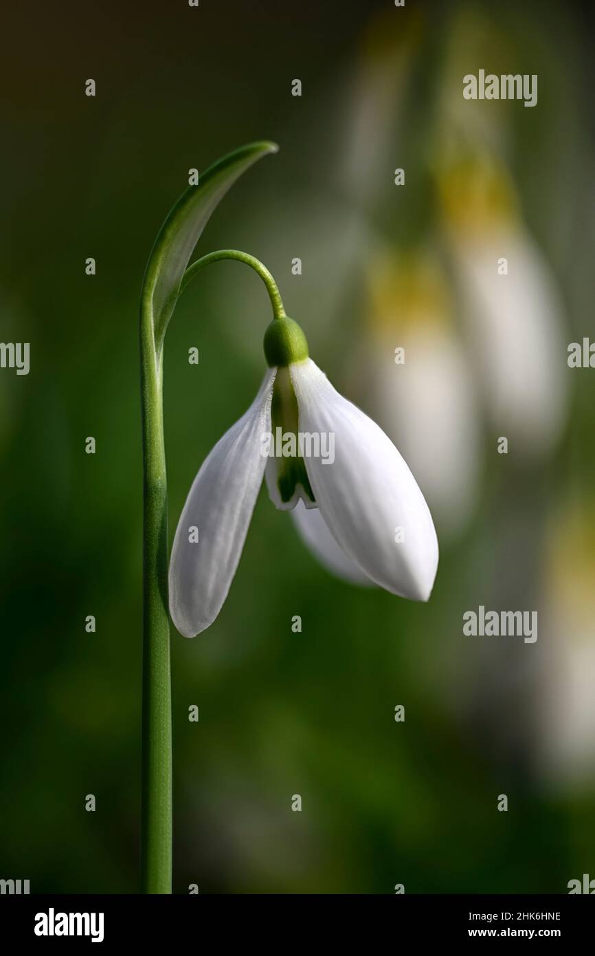 galanthus enid bromley,hybrid,hybrids,snowdrop, snowdrops, spring ...