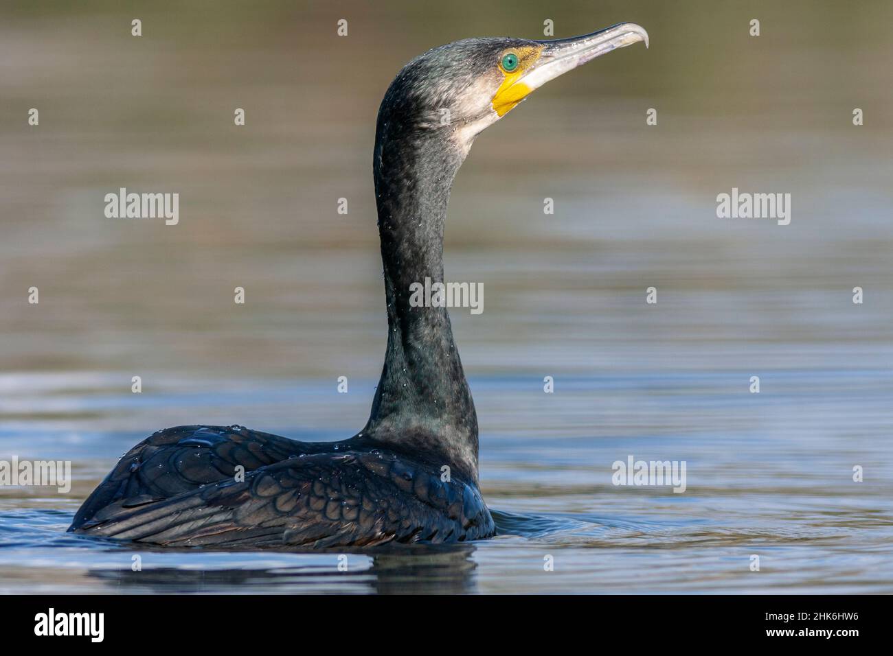 Great cormorant, Phalacrocorax carbo Stock Photo - Alamy