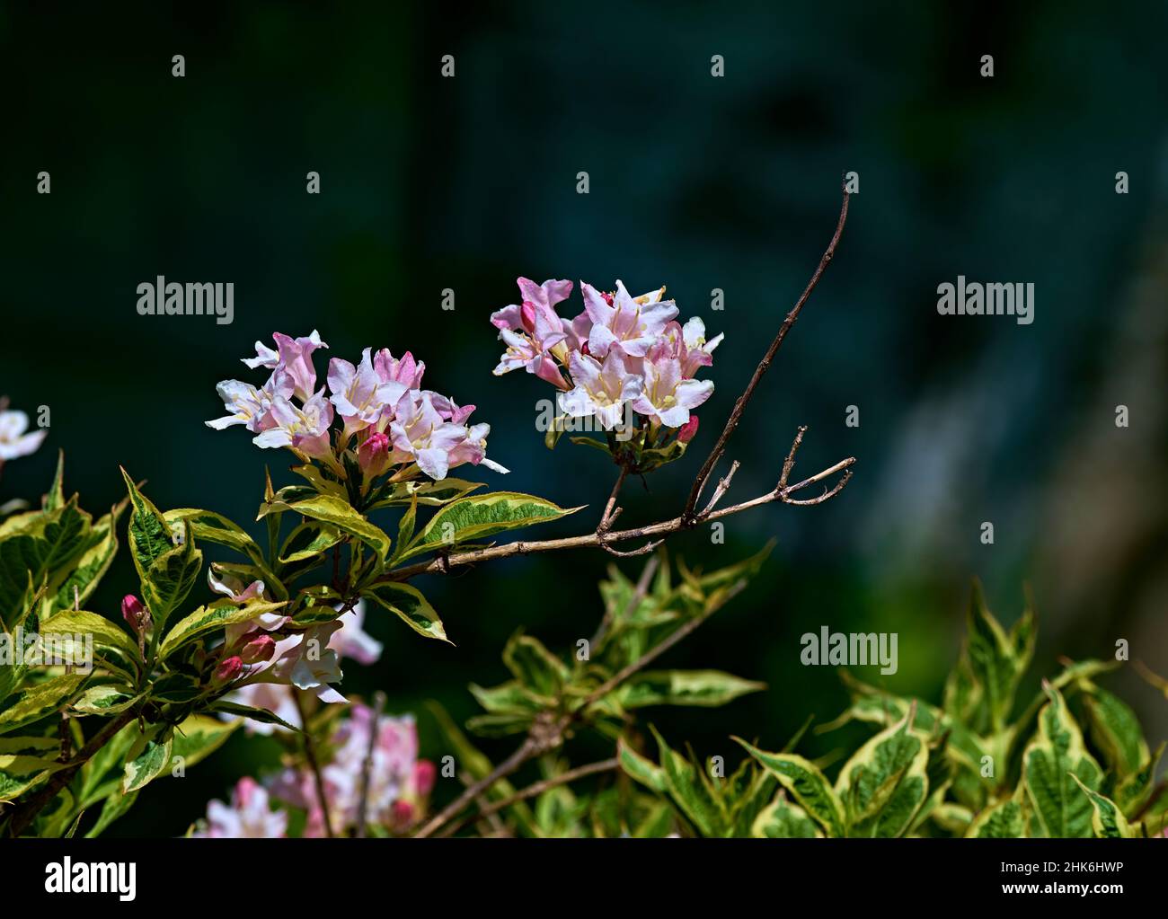 A close up of a beautiful Weigela flower.Weigela florida 'Pink Princess ...