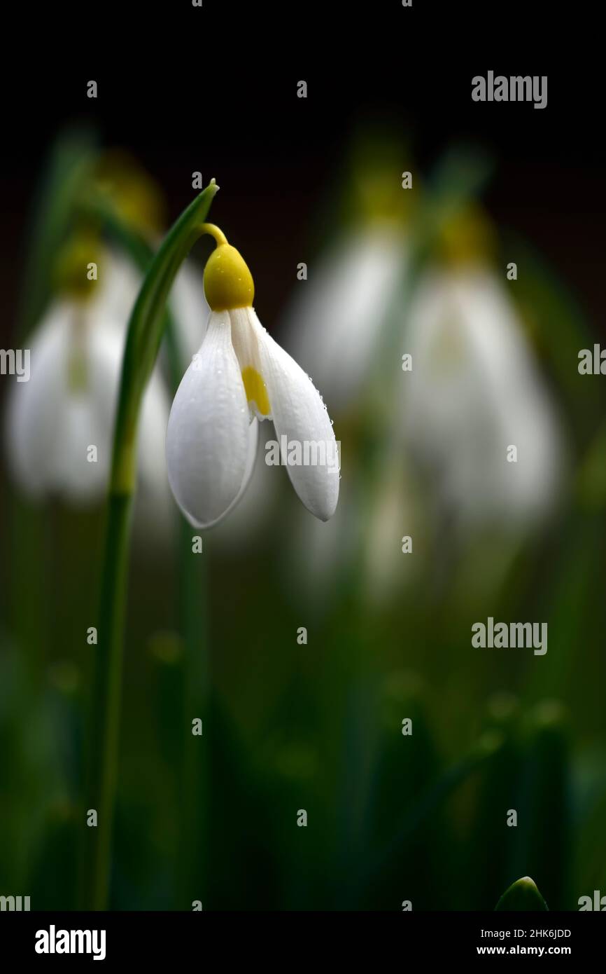 Galanthus plicatus madelaine,hybrid,hybrids,yellow snowdrop,yellow ...