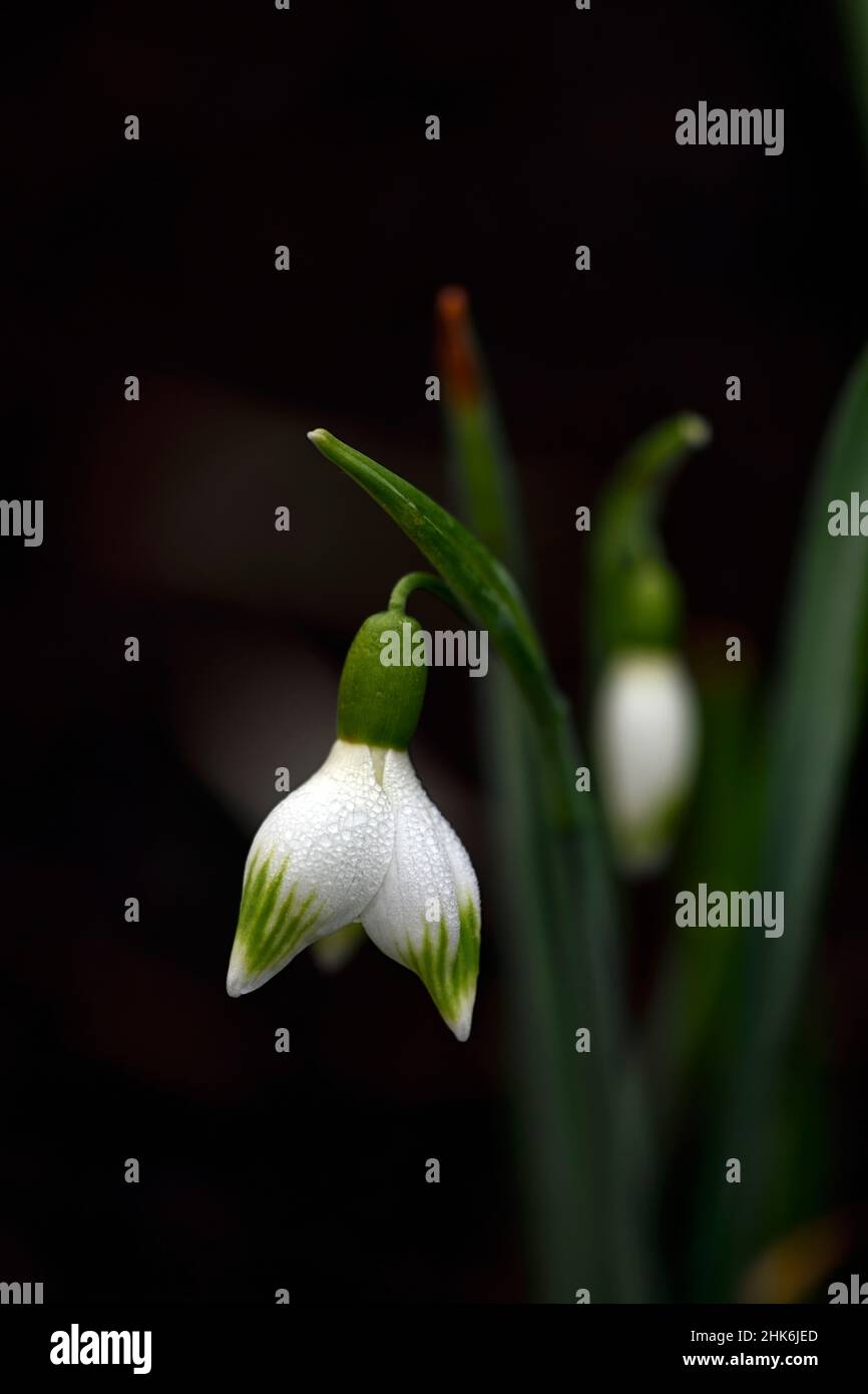 Galanthus mr taylor hi-res stock photography and images - Alamy