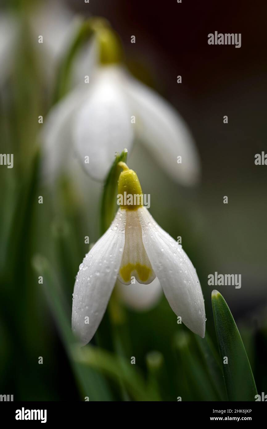 Galanthus nivalis sandersii hi-res stock photography and images - Alamy