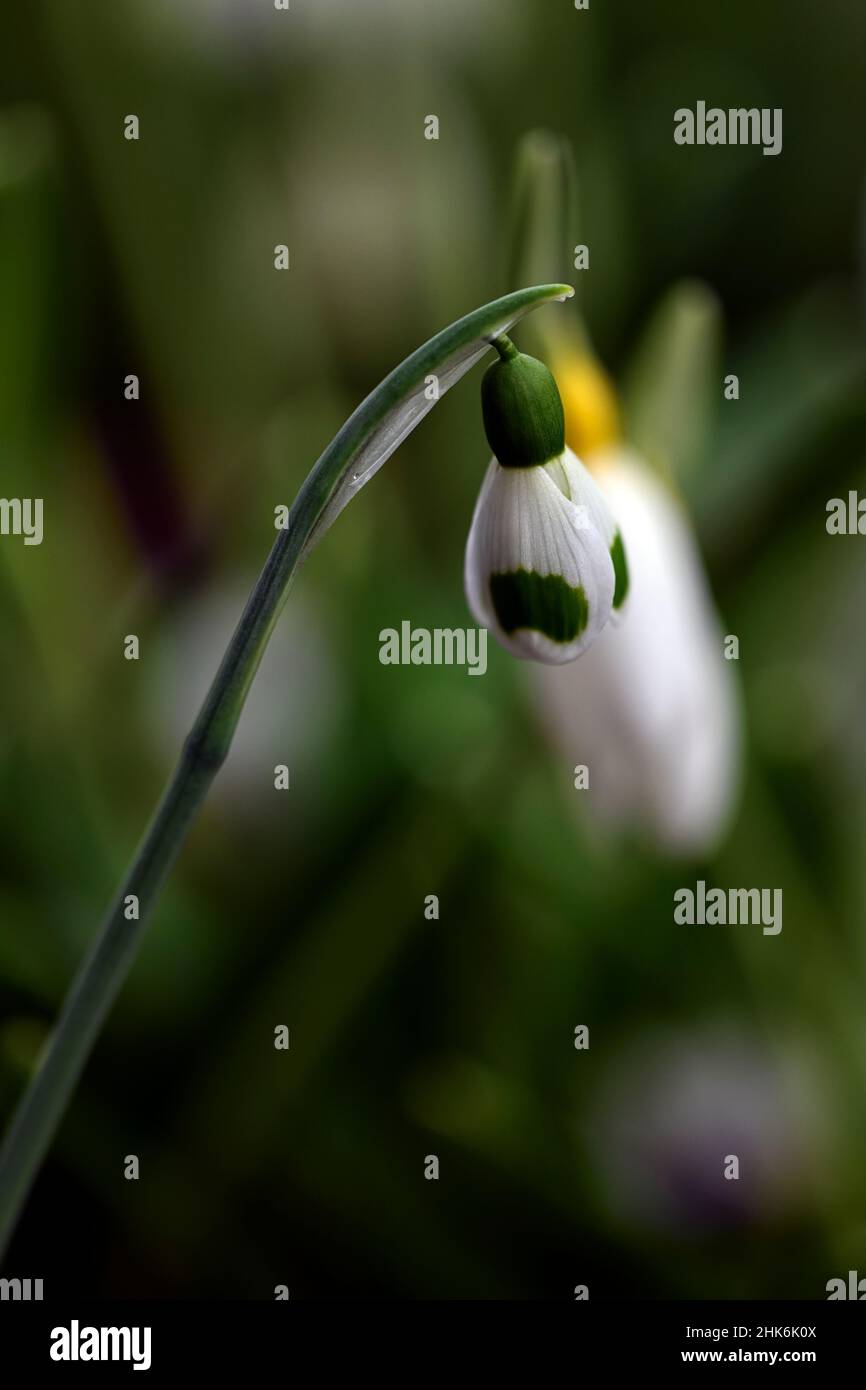 Galanthus plicatus bumblebee hi-res stock photography and images - Alamy