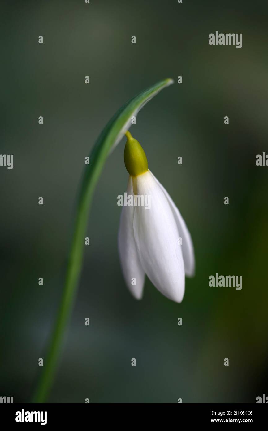 galanthus Wandlebury Ring,hybrid,hybrids,yellow snowdrop,yellow ...
